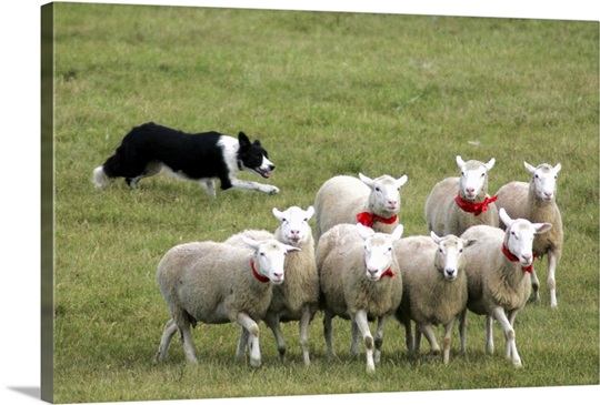 Border Collie herding sheep Photo Canvas Print | Great Big Canvas