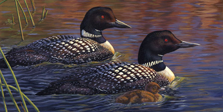 Loon Wall Art & Canvas Prints | Loon Panoramic Photos, Posters ...