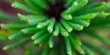 Nature Close Ups Wall Art & Canvas Prints | Nature Close Ups Panoramic Photos, Posters ...