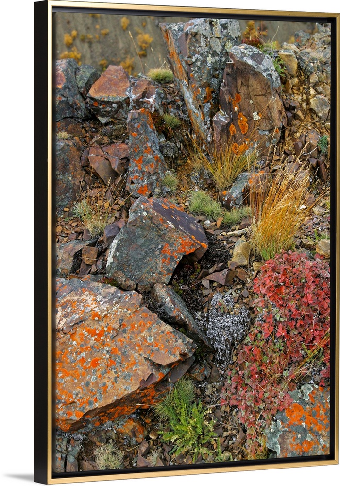 Alaska, Lichen covers rocks near Polychrome Pass in Denali National ...