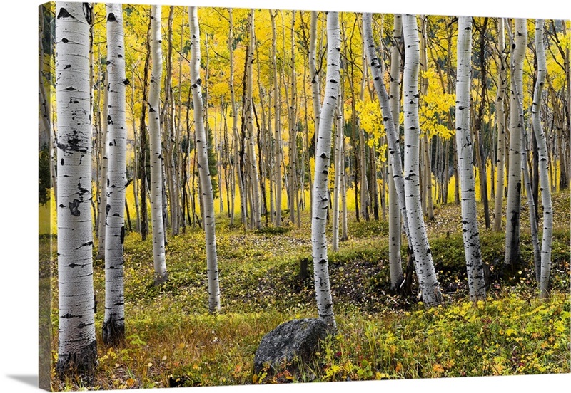 Autumn Birches | Great Big Canvas