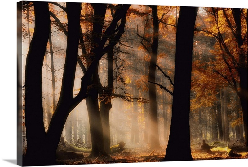 Autumn Light | Great Big Canvas