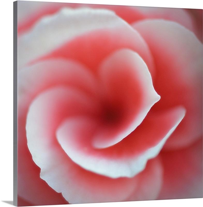 Begonia Wall Art, Canvas Prints, Framed Prints, Wall Peels | Great Big ...