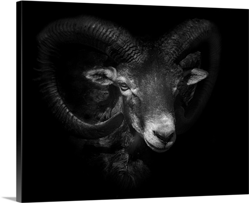 Between Horns | Great Big Canvas