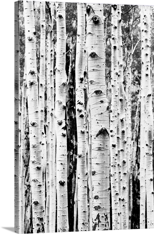 Birches | Great Big Canvas