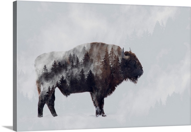 Bison - Double Exposure | Great Big Canvas