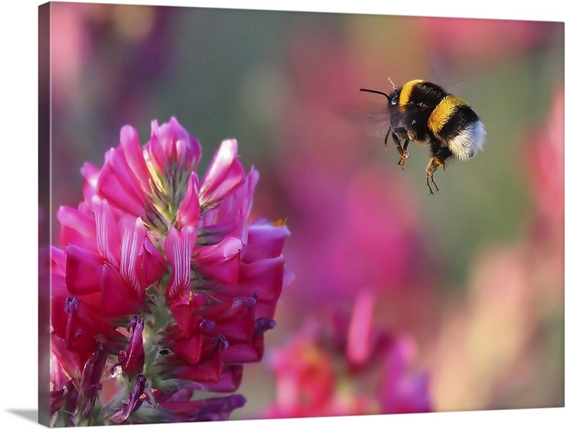 Bumble Bee | Great Big Canvas