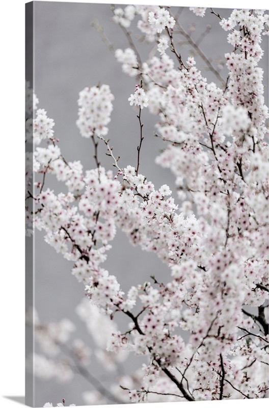 Colorful Spring 6 | Great Big Canvas