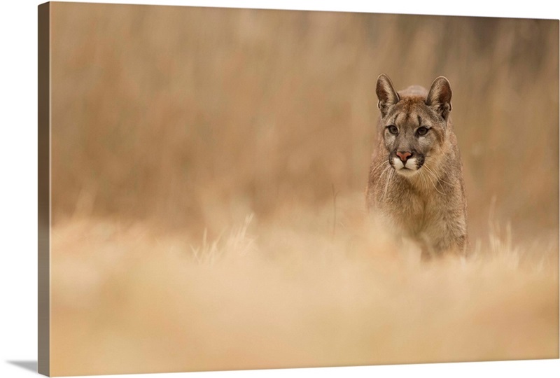 Cougar | Great Big Canvas
