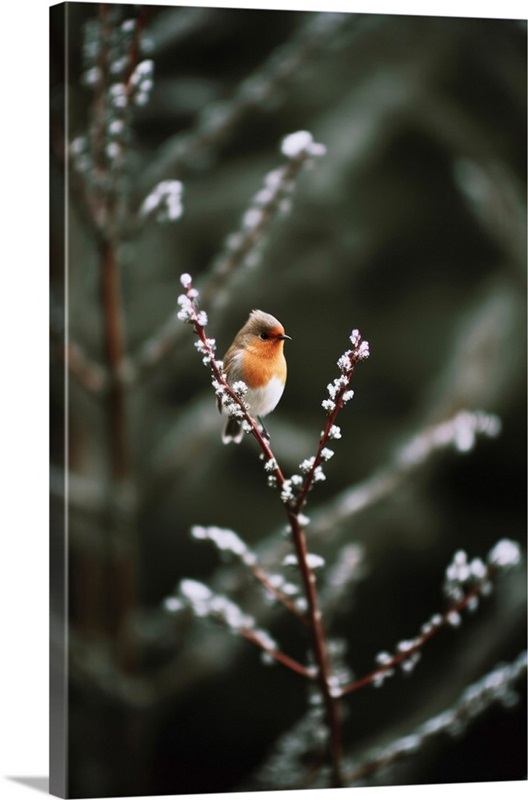 Cute Robin | Great Big Canvas