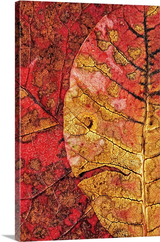 Dying Leaf Wall Art, Canvas Prints, Framed Prints, Wall Peels | Great ...