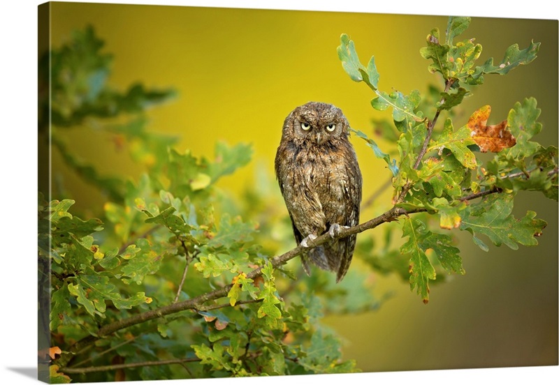 Eurasian Scops Owl | Great Big Canvas
