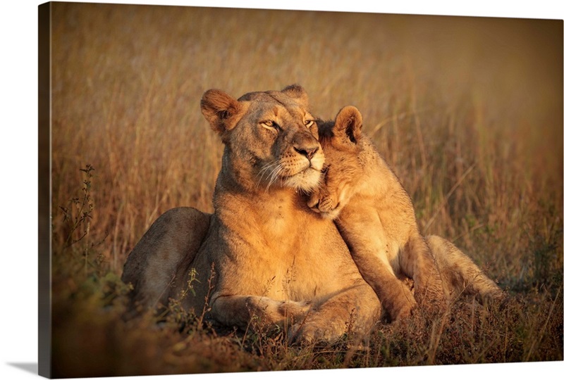 Feline Family | Great Big Canvas