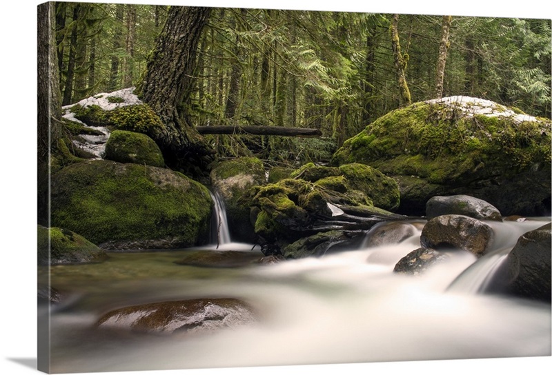 Fern City | Great Big Canvas