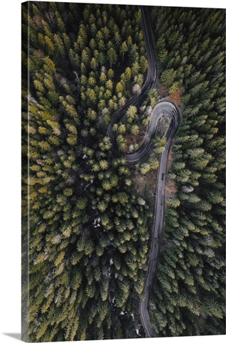 Forest Vibes Wall Art, Canvas Prints, Framed Prints, Wall Peels | Great ...