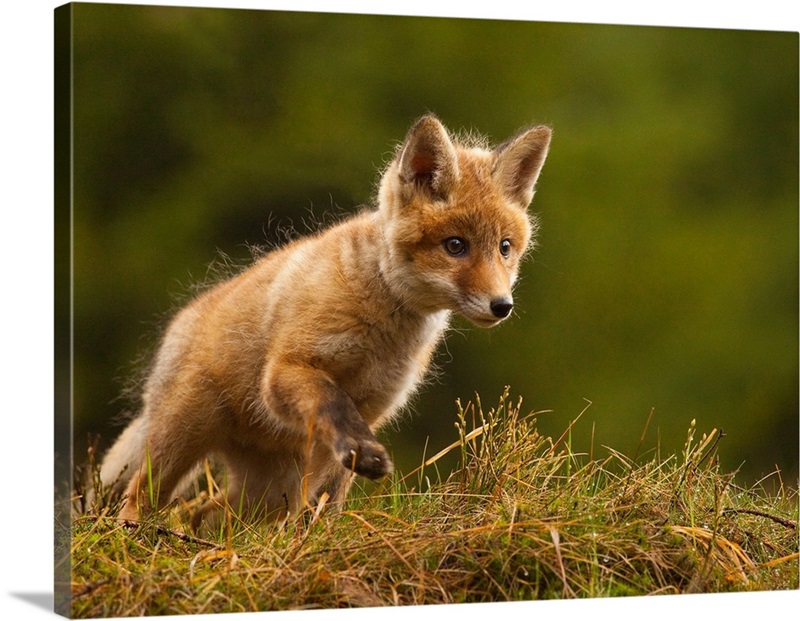 Fox | Great Big Canvas