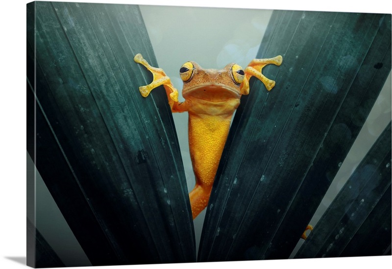 Gold Frog | Great Big Canvas