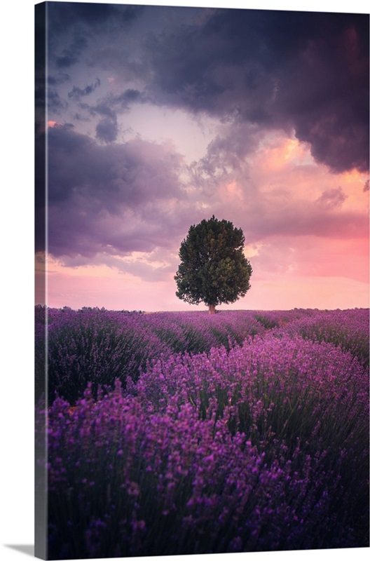 Lavender Fields, Isparta | Great Big Canvas