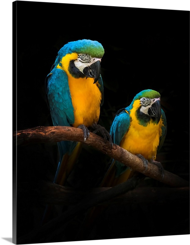 Macaw Parrots | Great Big Canvas