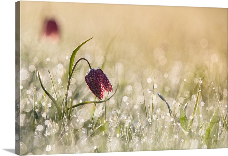 Morning Dew | Great Big Canvas