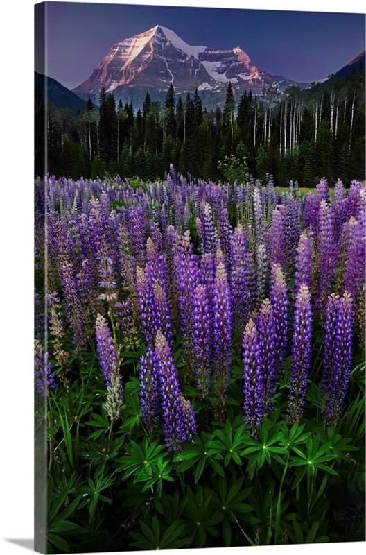 Mt Robson | Great Big Canvas