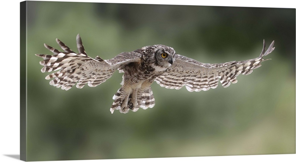 Owl in Flight Wall Art, Canvas Prints, Framed Prints, Wall Peels ...