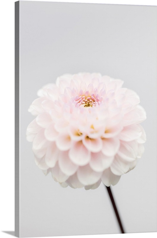 Pink Flower No. 3 | Great Big Canvas