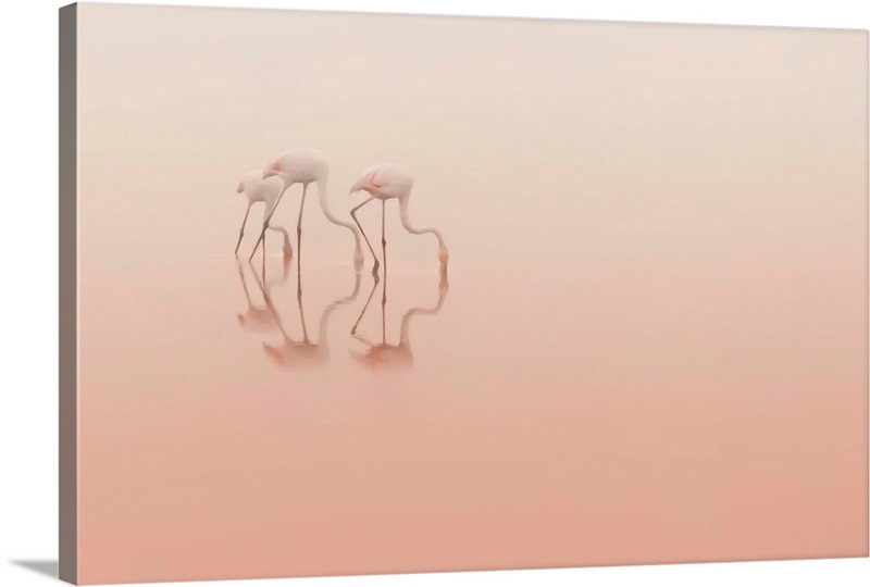 Pink Silence | Great Big Canvas