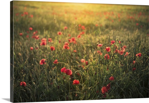 Poppy World III Wall Art, Canvas Prints, Framed Prints, Wall Peels ...