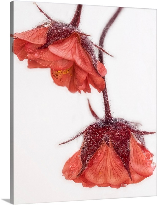 Red And Wet | Great Big Canvas