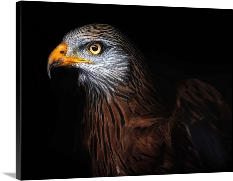 Red Kite Portrait II | Great Big Canvas