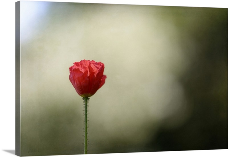 Red Poppy Wall Art, Canvas Prints, Framed Prints, Wall Peels | Great ...