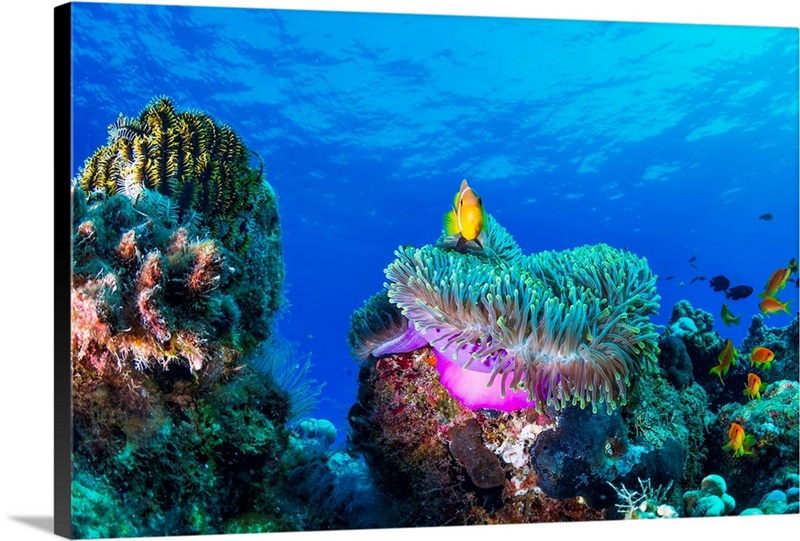 Sea Life Wall Art, Canvas Prints, Framed Prints, Wall Peels | Great Big ...