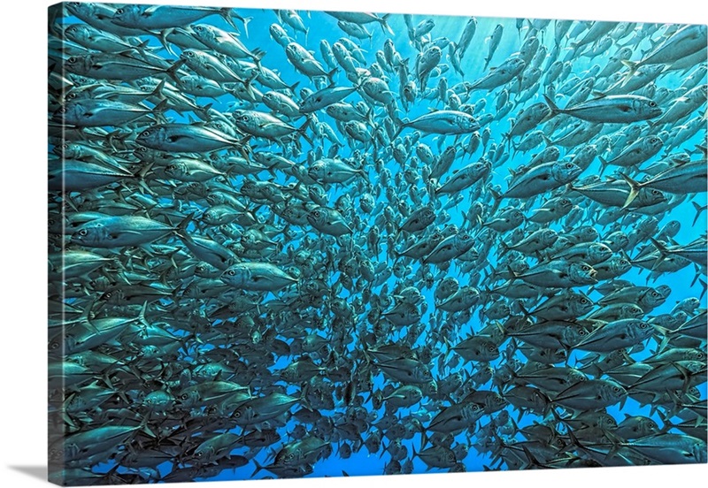 Splitted School Of Jackfish Wall Art, Canvas Prints, Framed Prints ...