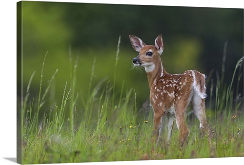 Spring Fawn | Great Big Canvas