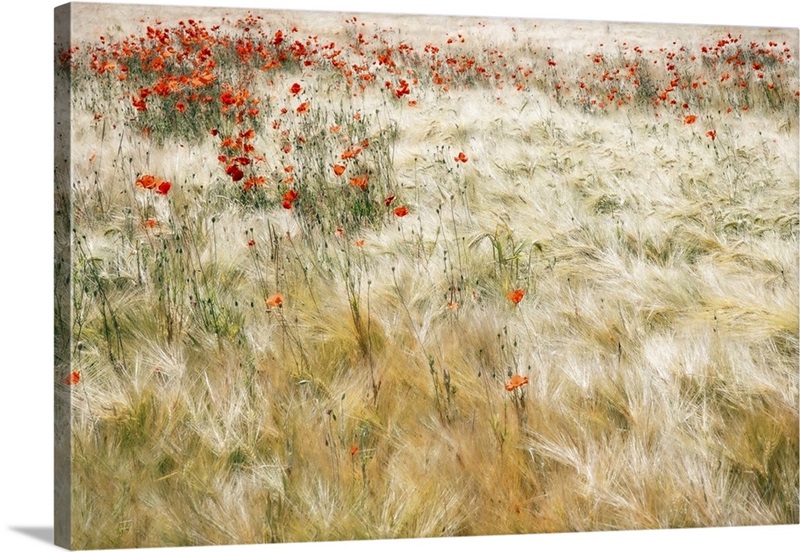 Summerfield | Great Big Canvas