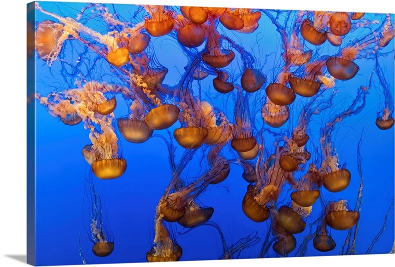 Swarm Of Jellyfish | Great Big Canvas