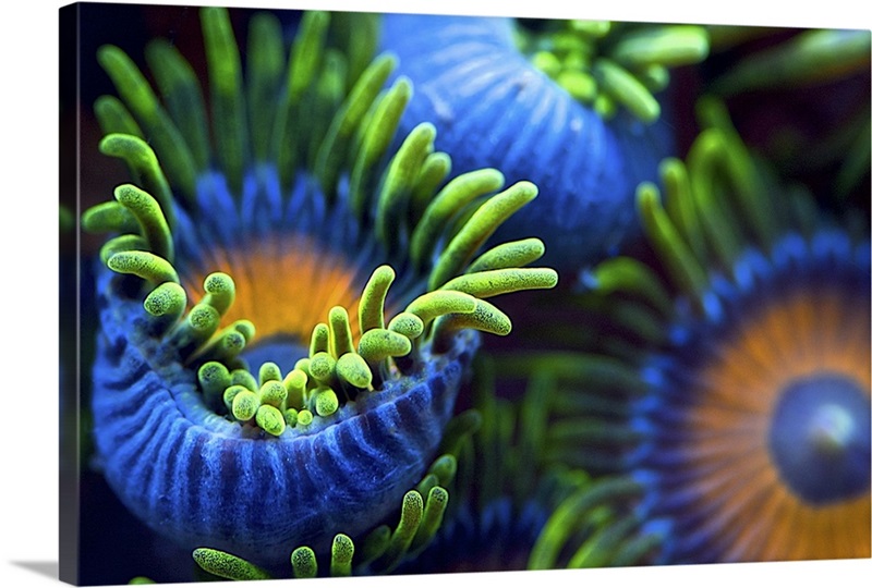 The Colors Of The Reef II | Great Big Canvas