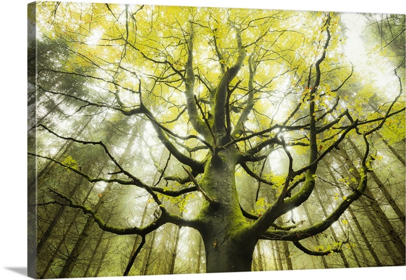 The Dream Tree | Great Big Canvas