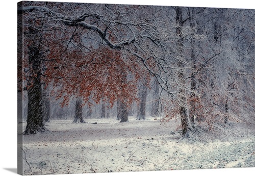 The First Snow | Great Big Canvas