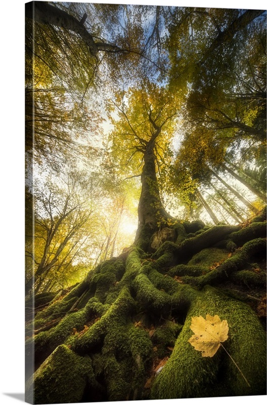 The Goodbye Of A Leaf Wall Art, Canvas Prints, Framed Prints, Wall ...