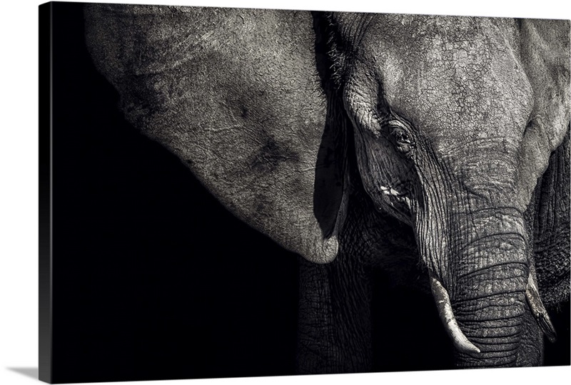 The Matriarch | Great Big Canvas