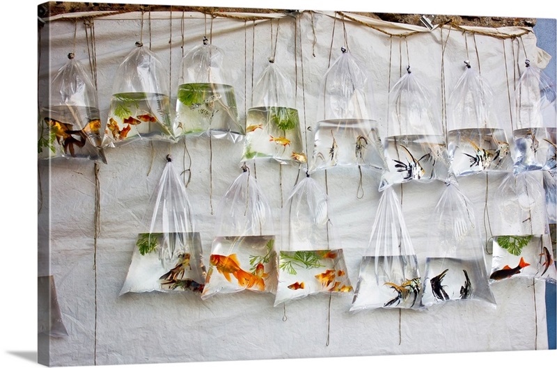 The Wall Of Fish Wall Art, Canvas Prints, Framed Prints, Wall Peels ...