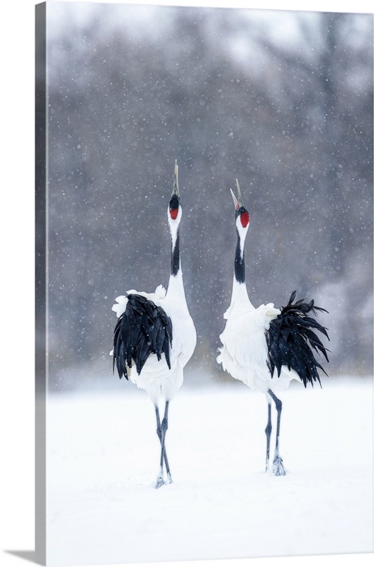 Tsuru (Crane) | Great Big Canvas