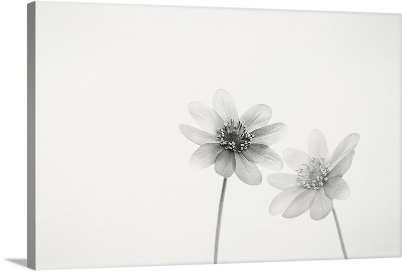 Two Small Flowers | Great Big Canvas