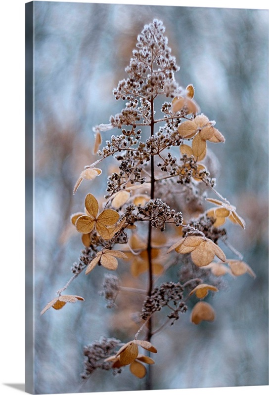 Winter Lace | Great Big Canvas