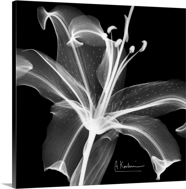 Asiatic Lily x-ray floral photograph | Great Big Canvas