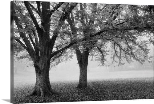 Black and white Tree | Great Big Canvas