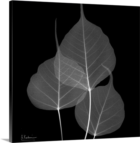Bo Tree Leaf X-Ray Photograph | Great Big Canvas