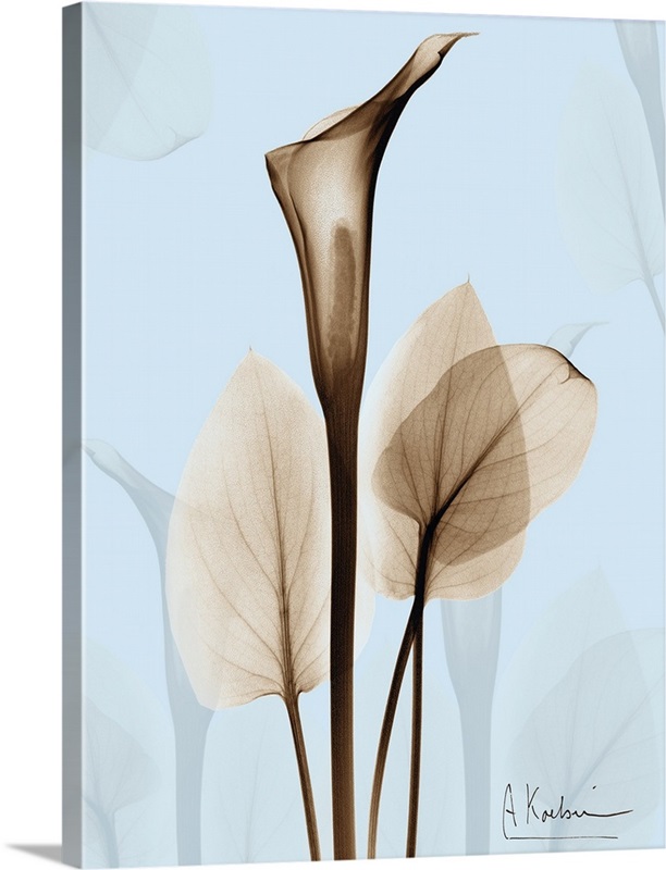 Calla Lily x-ray floral photograph | Great Big Canvas